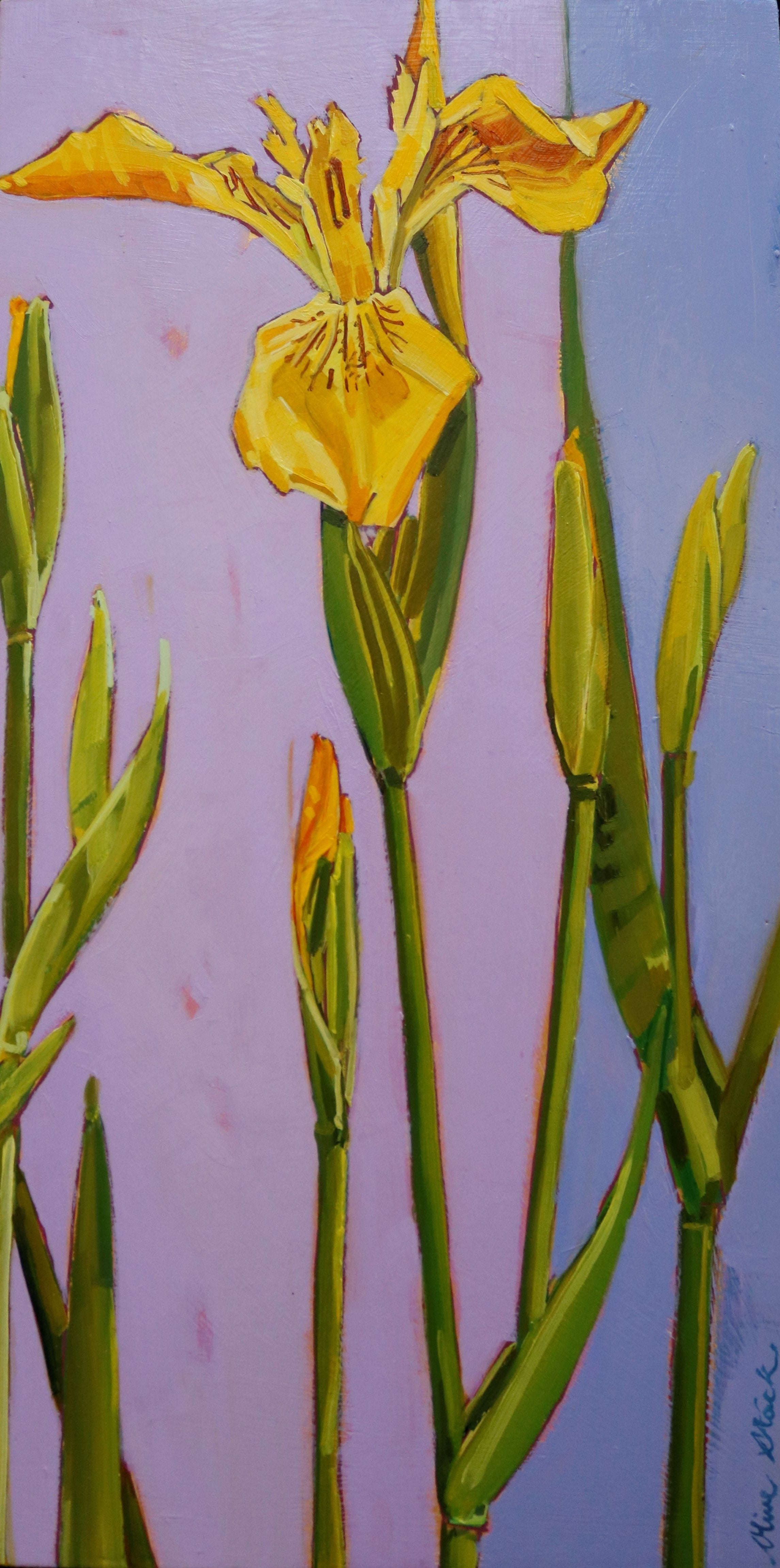 Wild Irish Iris – Olive Stack Gallery