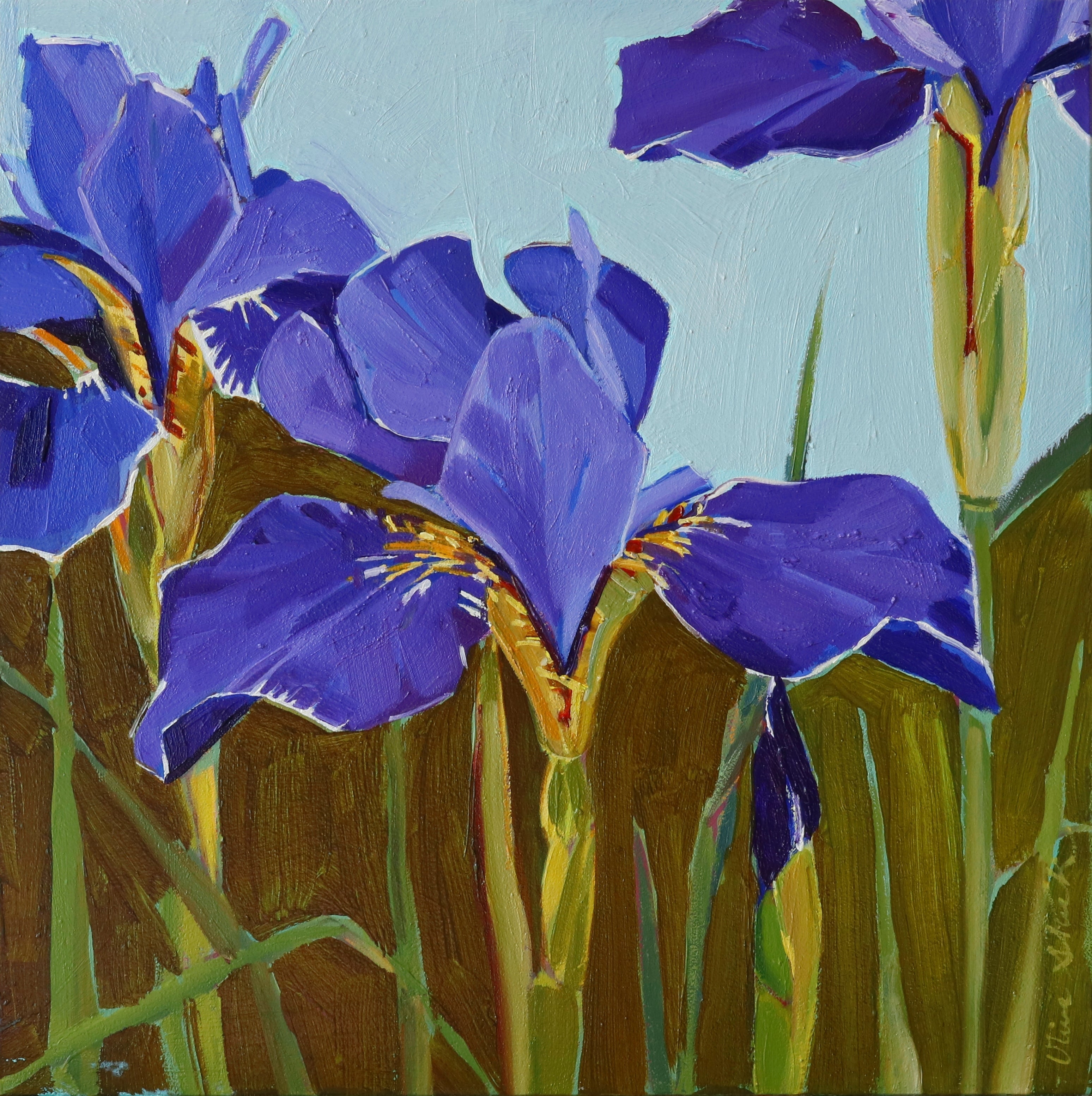 Iris Silver Edge – Olive Stack Gallery